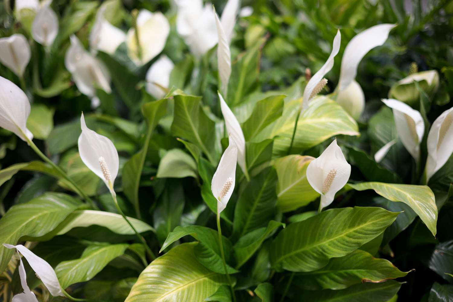 How To Propagate Peace Lily Properly: Step-By-Step Guide