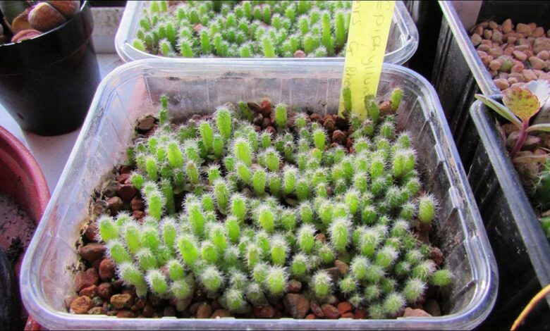 How To Grow A Cactus From A Seed: Step-By-Step Guide