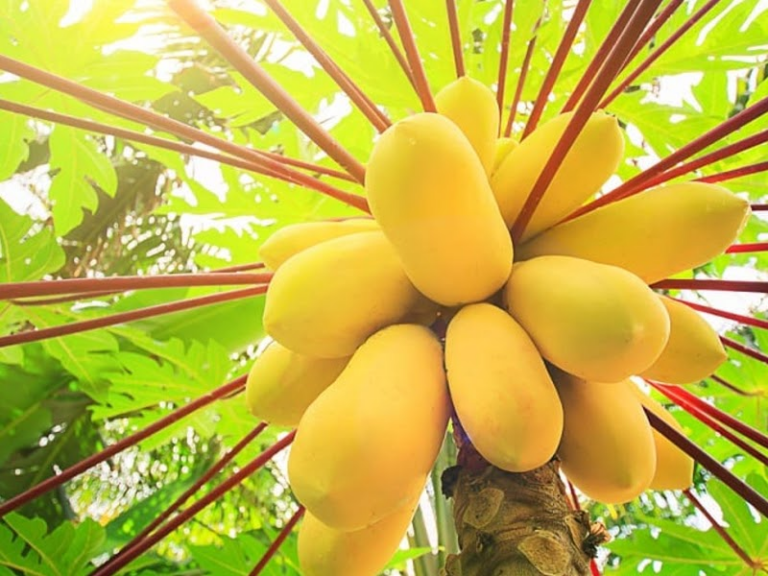 19 Different Types Of Papaya Fruit (With Photos)