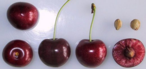 What Are Man-Made Fruits? 30 Fruits That Are Man-Made