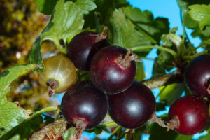 What Are Man-Made Fruits? 30 Fruits That Are Man-Made