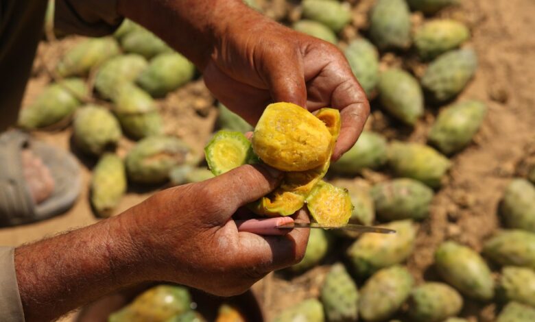 What Is the National Fruit of Israel And Why? [ANSWERED]