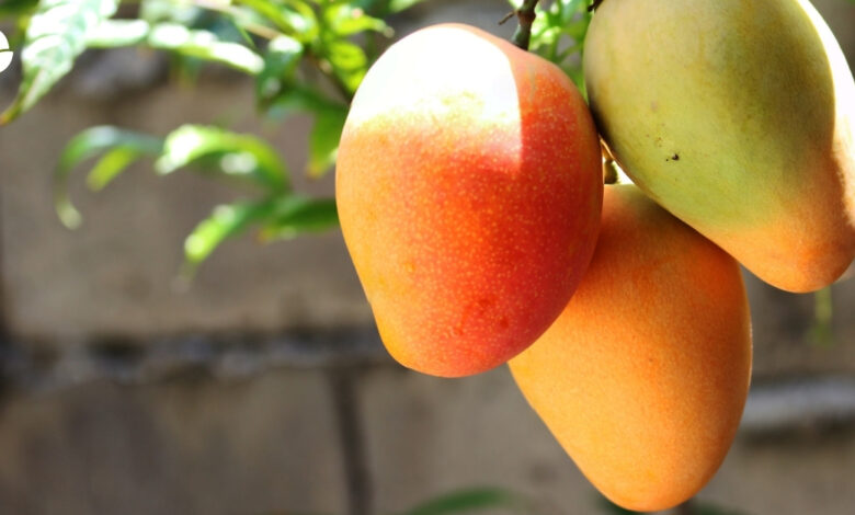 What Is the National Fruit of Kenya And Why? [ANSWERED]