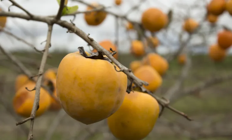What Is Non Astringent Persimmon? All You Need To Know