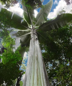 What Is the World's Largest Banana Tree?