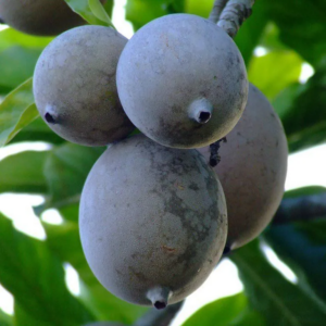 Vibrant and Unique: 22 Amazing Fruits That Are Blue In Color