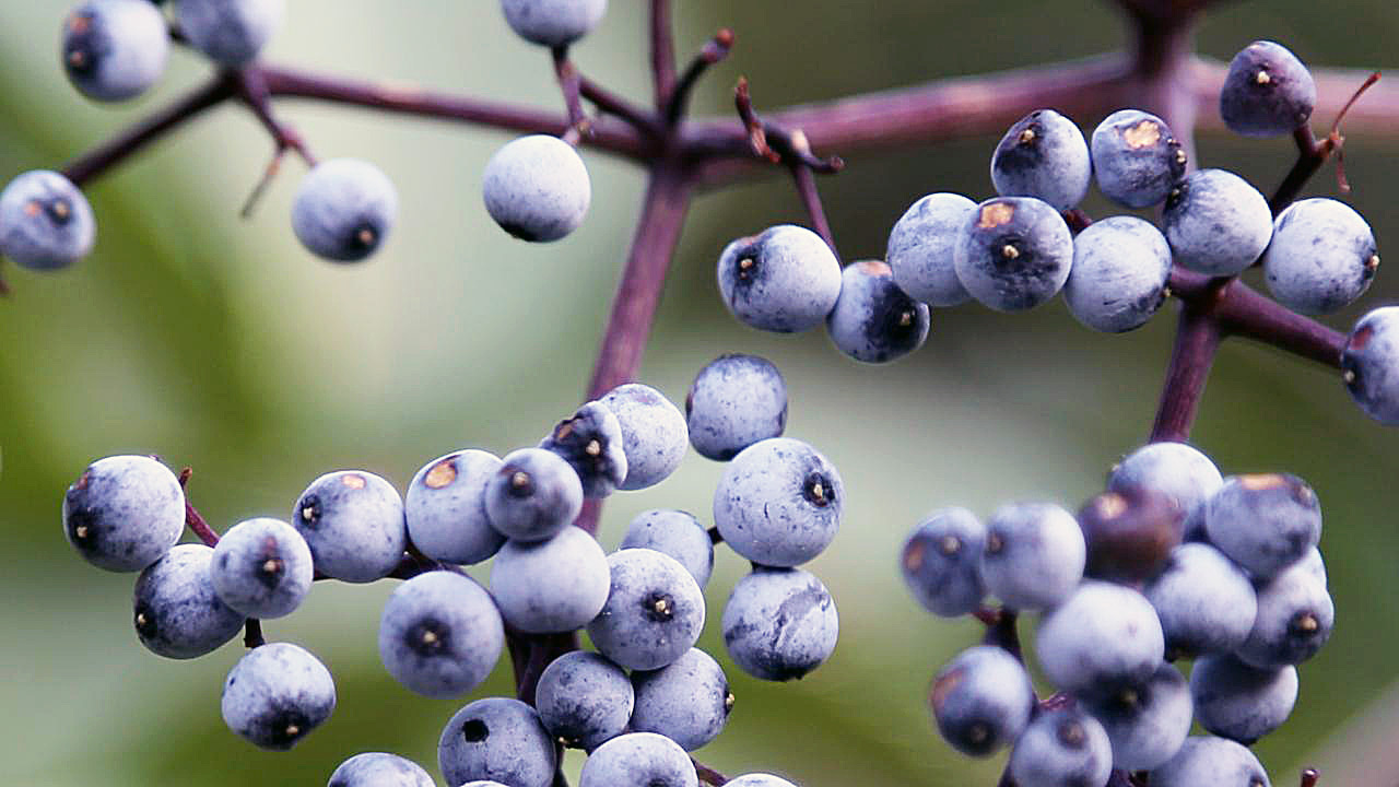 Vibrant and Unique: 22 Amazing Fruits That Are Blue In Color