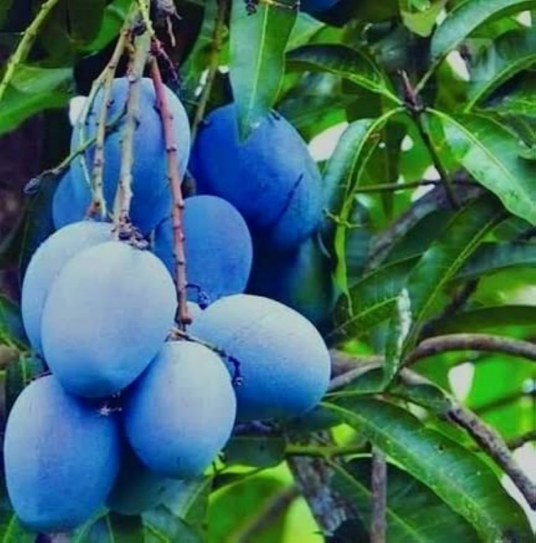 Vibrant and Unique: 22 Amazing Fruits That Are Blue In Color