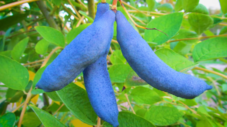 Vibrant and Unique: 22 Amazing Fruits That Are Blue In Color