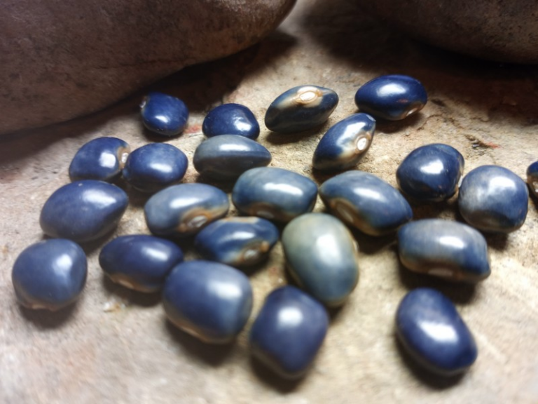 Vibrant and Unique: 22 Amazing Fruits That Are Blue In Color