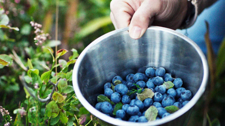 Vibrant and Unique: 22 Amazing Fruits That Are Blue In Color