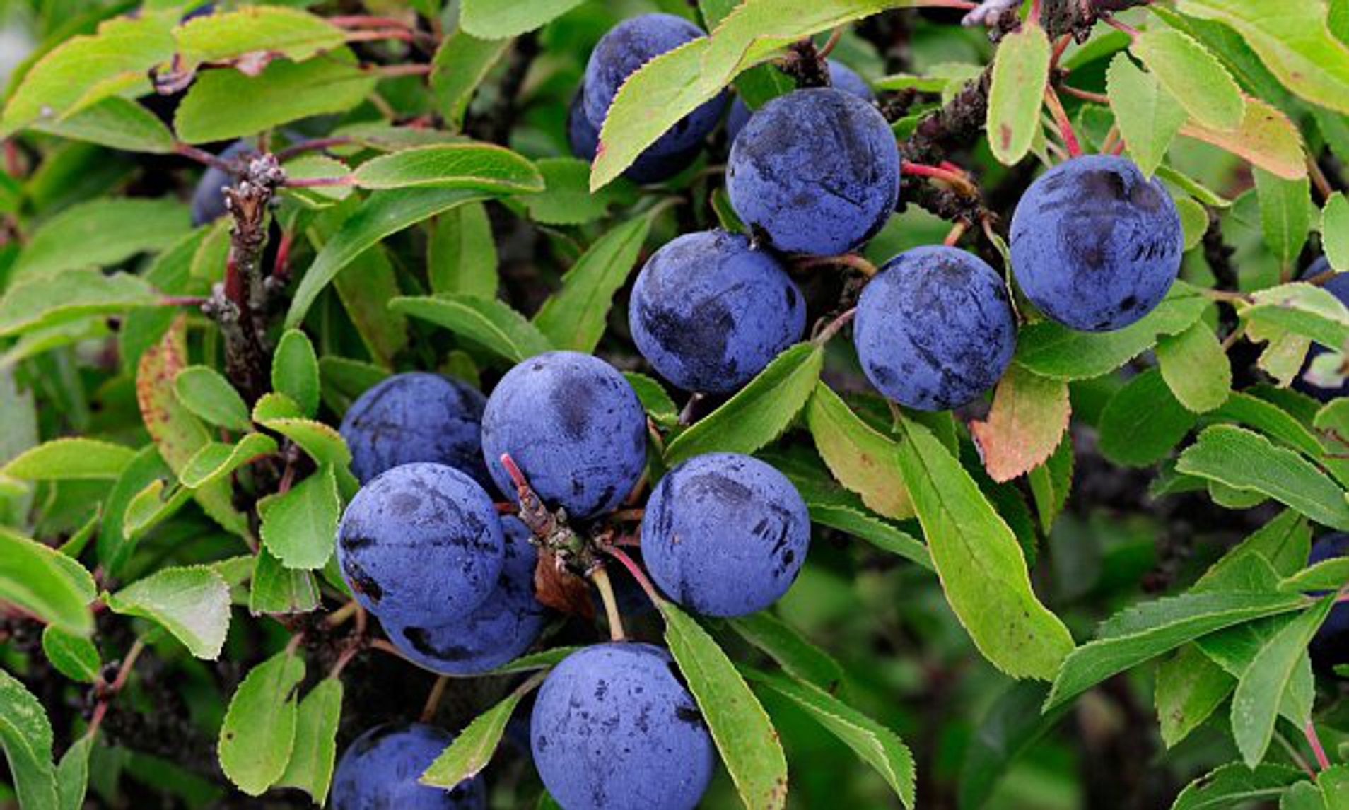 Vibrant and Unique: 22 Amazing Fruits That Are Blue In Color