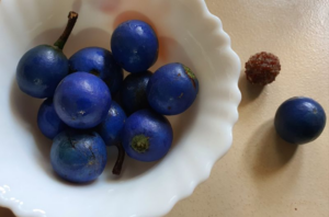 Vibrant and Unique: 22 Amazing Fruits That Are Blue In Color