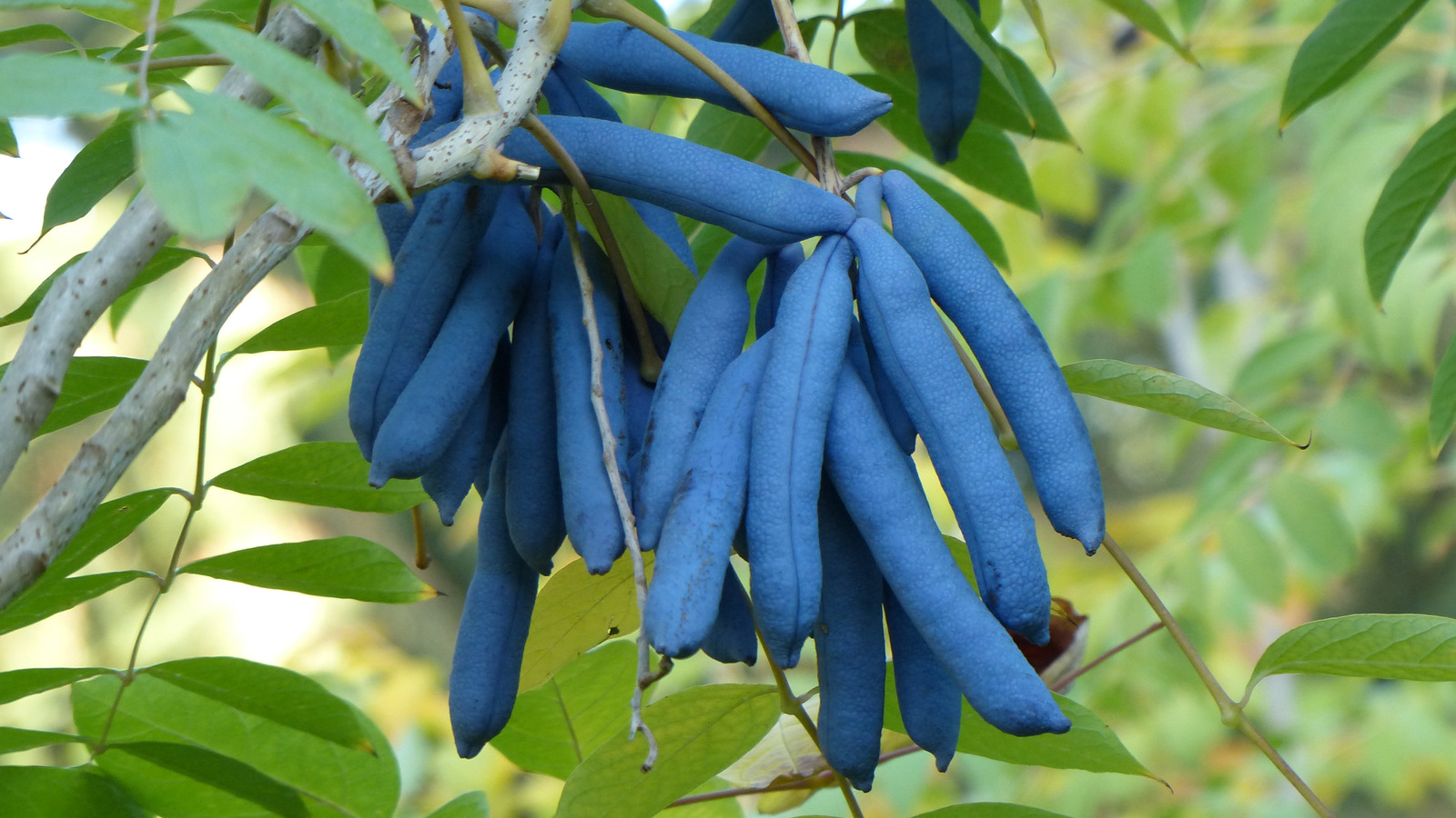 Vibrant and Unique: 22 Amazing Fruits That Are Blue In Color