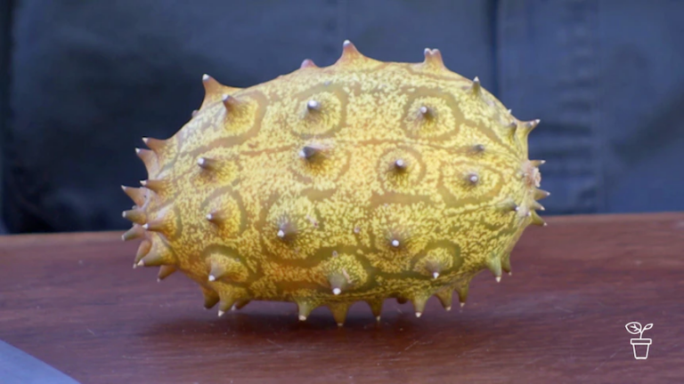 What Are The Rarest Fruit In The World? Here Are The Top 15