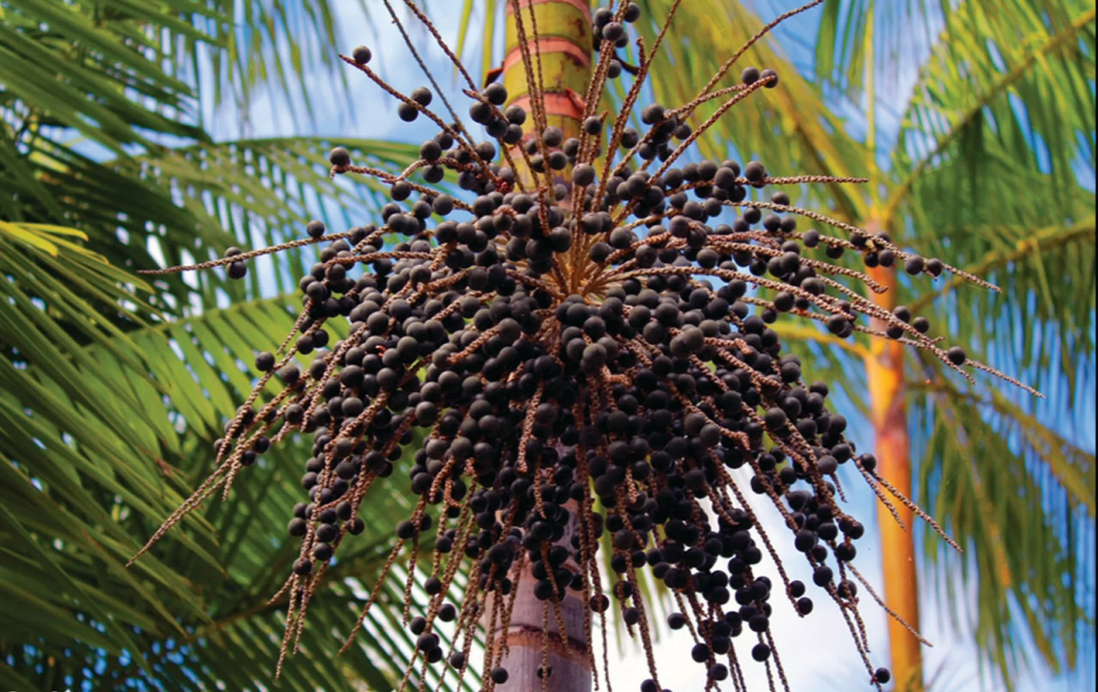 What Kind Of Fruits Grow On Palm Trees? [10 Most Common Ones]