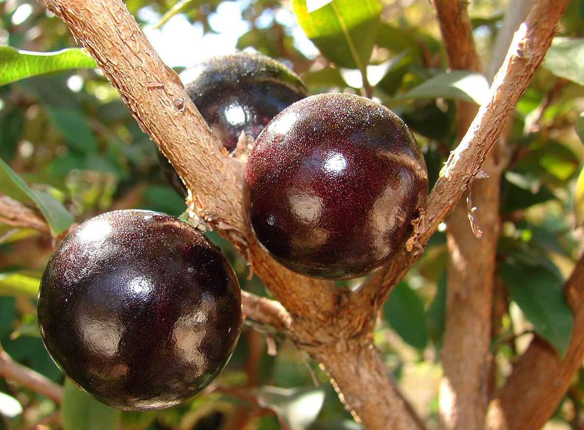 What Are The Rarest Fruit In The World? Here Are The Top 15