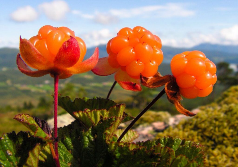What Are The Rarest Fruit In The World? Here Are The Top 15